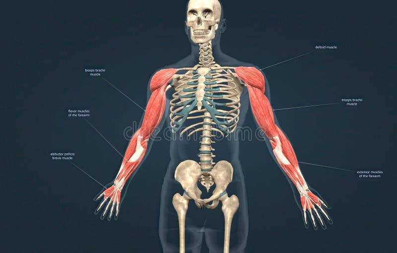 Male the Pectoralis Major, Latissimus Dorsi, Deltoid, and Rotator Cuff ...