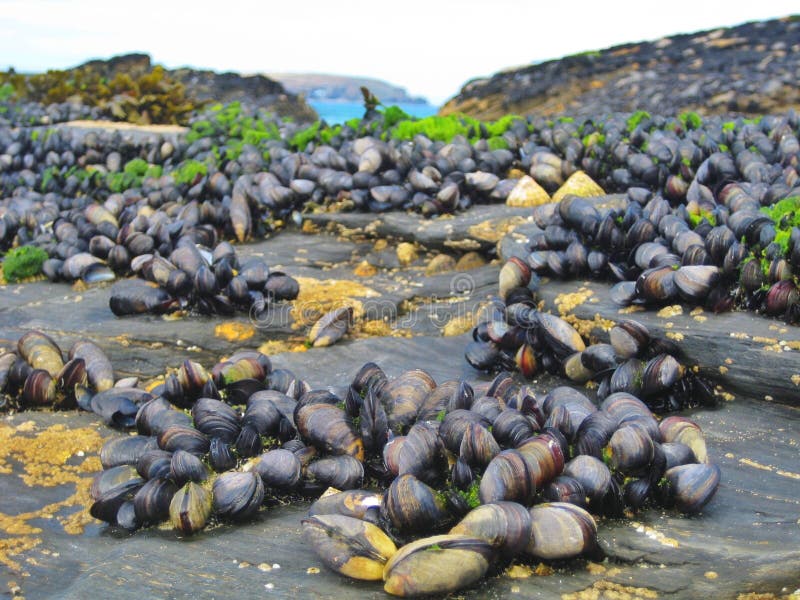 Muscles on Rocks stock image. Image of coastal, plankton - 34320671
