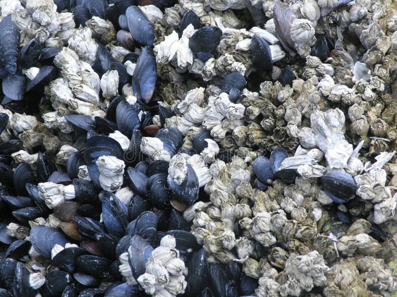 Barnacles and Muscles on a Dry Rock Stock Image - Image of tide, ocean ...