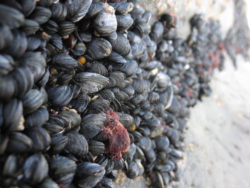239 Muscles Ocean Rock Stock Photos - Free & Royalty-Free Stock Photos ...