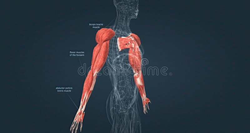 Muscles of the upper limbs stock illustration. Illustration of ...