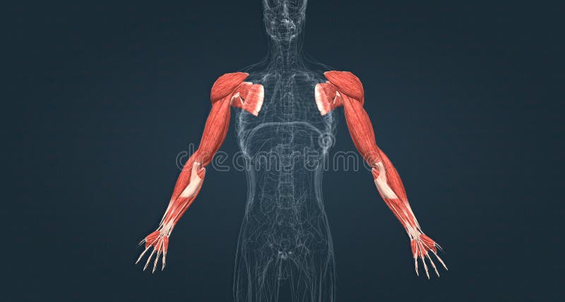 Muscles of the upper limbs stock illustration. Illustration of femoral ...