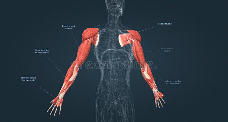 Muscles of the upper limbs stock illustration. Illustration of masseter ...