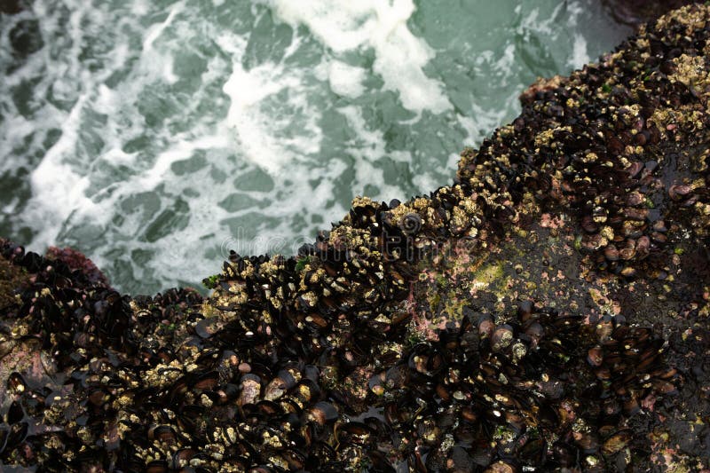 Ocean Rockpool Mussels and Waves Stock Photo - Image of edge, tidal ...