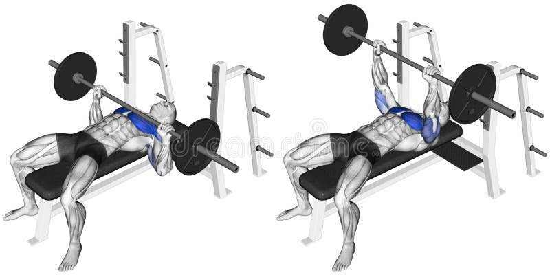 Muscles Worked in the Bench Press-3 D Rendering Stock Illustration ...