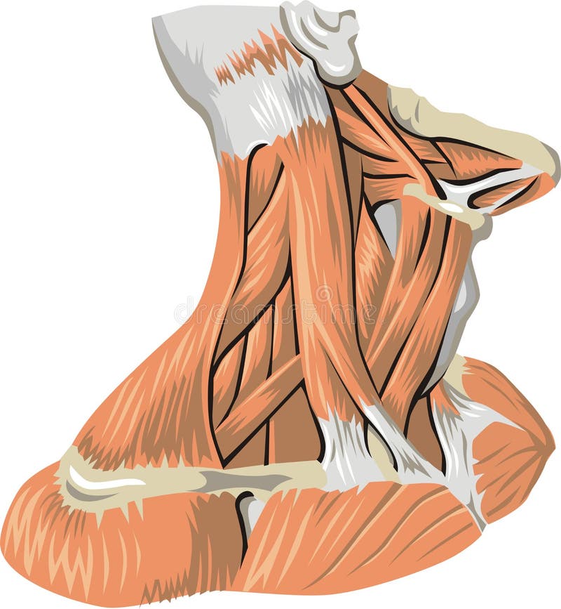 Il Cane Muscles L'anatomia - L'anatomia Dei Muscoli Di Un Cane Del ...