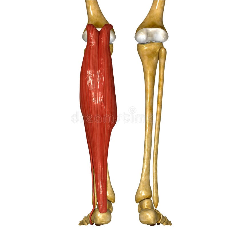 Muscoli di fibula e tibia illustrazione di stock. Illustrazione di ...