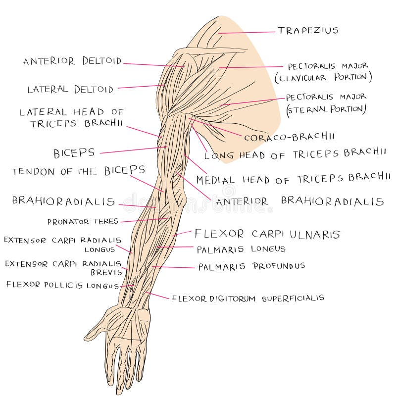 Muscoli Del Braccio a Colori Illustrazione Vettoriale - Illustrazione ...