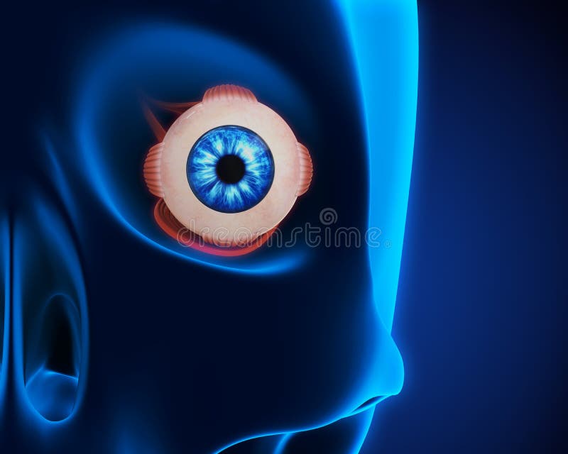 Muscoli Extraocular Dell'occhio Umano Illustrazione di Stock ...
