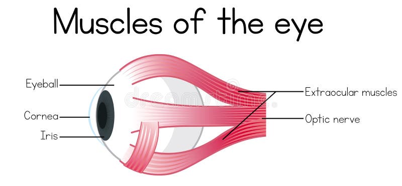 Muscoli Extraocular Dell'occhio Umano Illustrazione di Stock ...