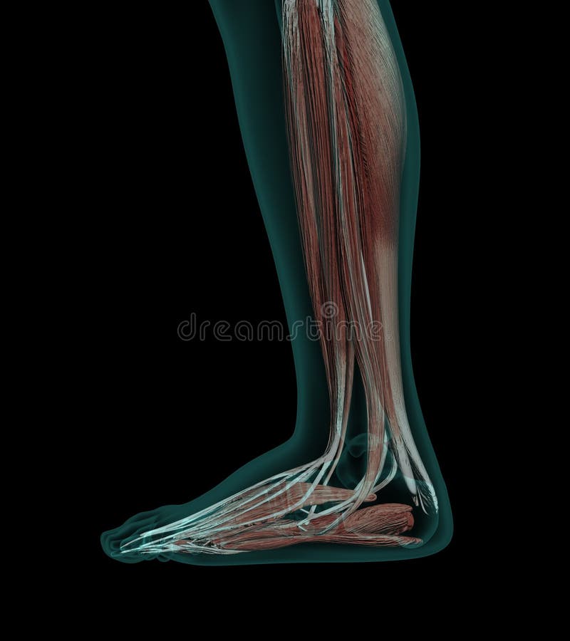 Muscoli Umani Di Anatomia Di Una Gamba Illustrazione di Stock ...