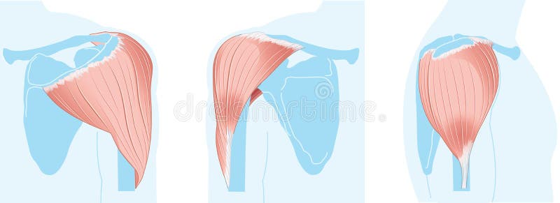 Muscolo Deltoide. Anatomia a Spalla. Versione Blu Illustrazione di ...