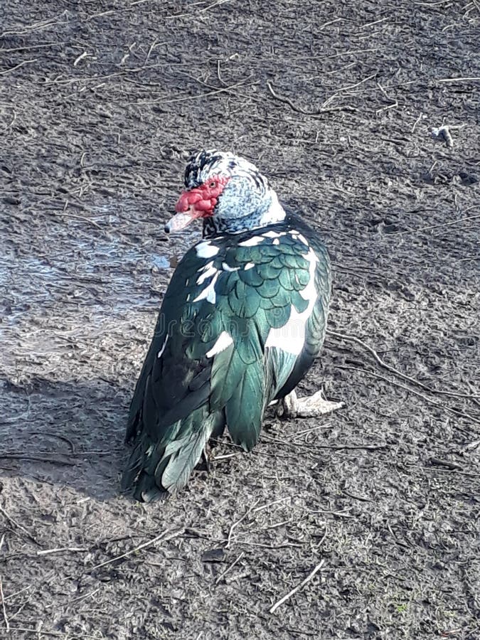 Muscovy Drake stock image. Image of duck, farm, muscovy - 57921023