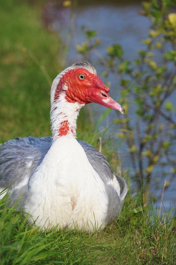 Muscovy duck stock photo. Image of bird, muscovy, close - 10965172