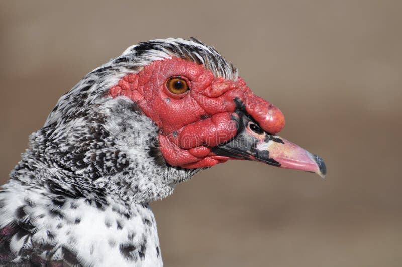 Muscovy Duck stock photo. Image of duck, wildlife, male - 11103600
