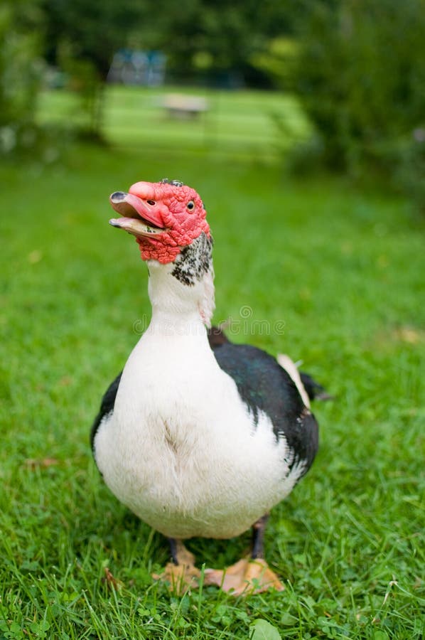 Muscovy duck stock image. Image of fowl, beak, feathers - 21116837