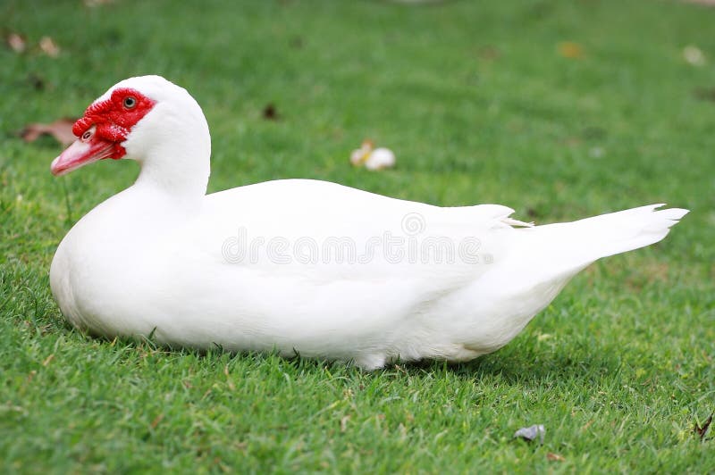 Muscovy Duck stock image. Image of muscovy, poultry, bill - 25735037