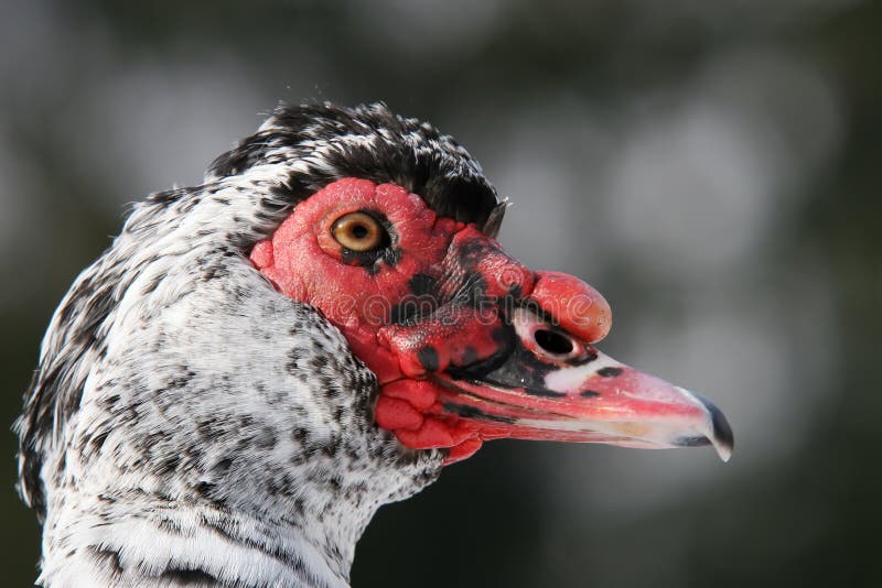 Muscovy duck stock image. Image of animal, bird, muscovite - 3006261