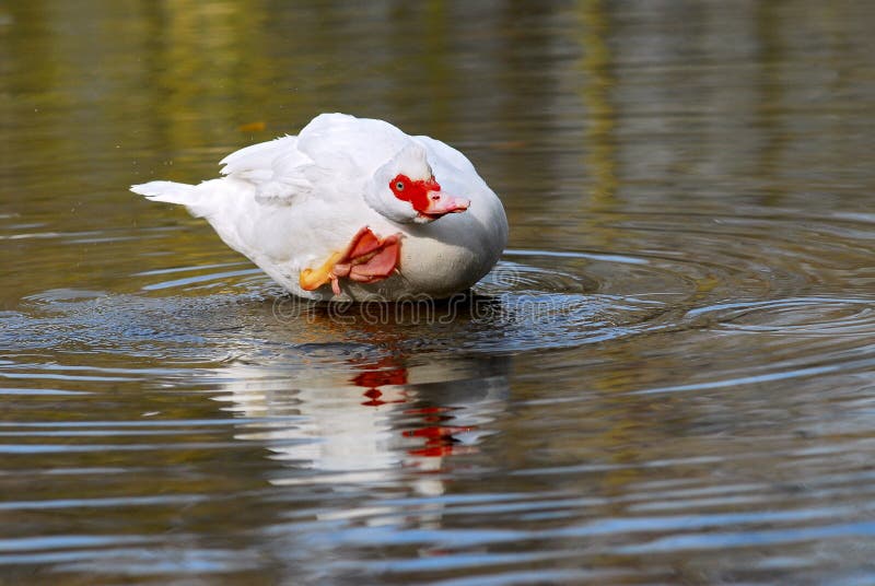 Muscovy duck bathing stock photo. Image of white, bird - 7239344