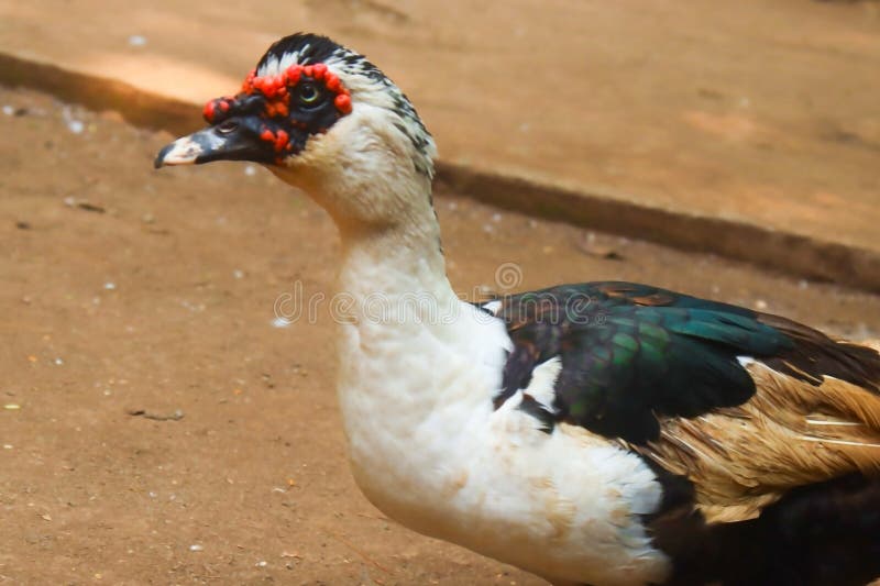 Muscovy Duck Bird Closeup Face Stock Image - Image of domestic, avian ...