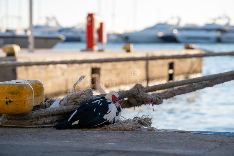 Muscovy Duck Bird Resting in the Harbor of Rhodes Greece Stock Image ...