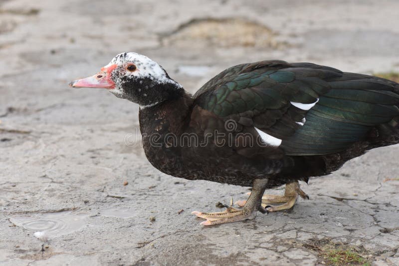 The Muscovy Duck (Cairina Moschata) is a Species of Duck Stock Photo ...