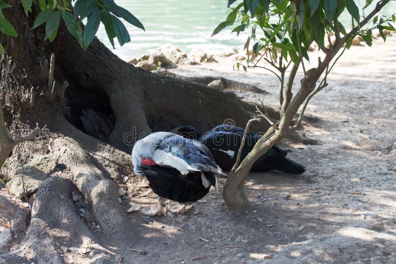 Muscovy Duck is Cleaning Its Feathers Under a Tree Stock Image - Image ...