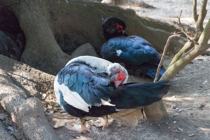 Duck cleaning feathers stock photo. Image of bird, jzaring - 43219716