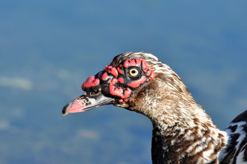 Muscovy Duck stock photo. Image of feather, animal, profile - 50707814