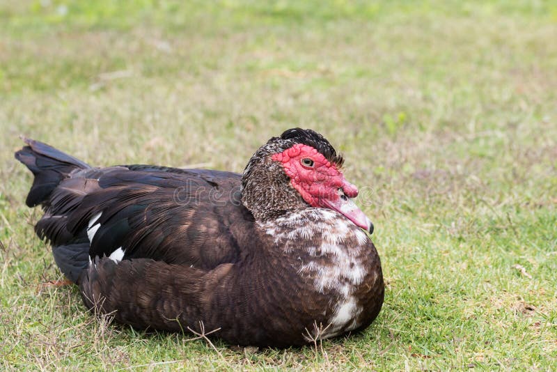 Muscovy duck stock photo. Image of beak, muscovy, poultry - 93450958