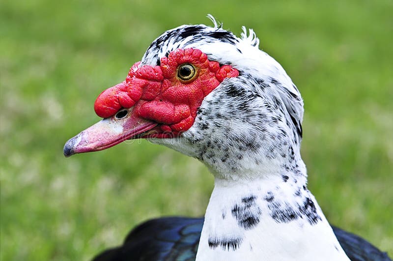 Muscovy Duck stock image. Image of bird, domestic, female - 46330301