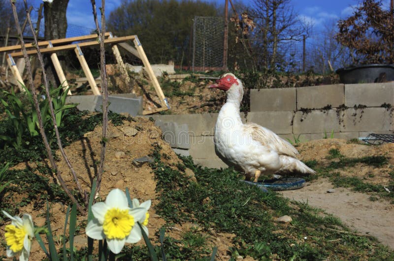 Muscovy Duck Drake Spring Garden Stock Photos - Free & Royalty-Free ...