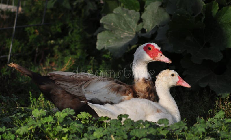 Muscovy Duck & Duckling Stock Photo - Image of birds, duckling: 57921010