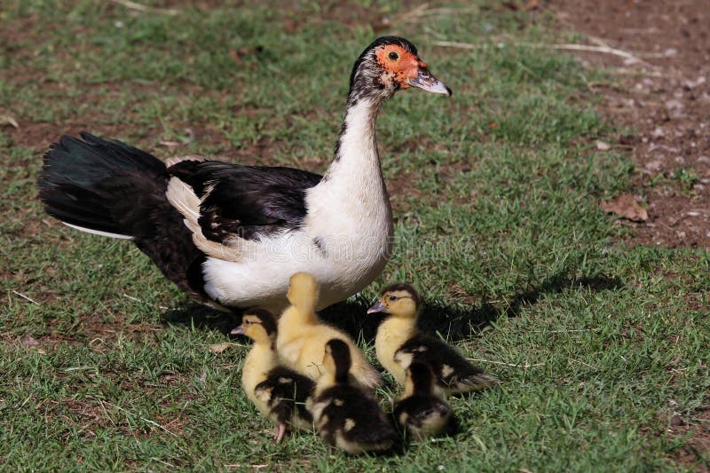Muscovy Duck and Ducklings stock photo. Image of agriculture - 13226678