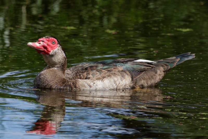 Perfil Salvaje Del Pato De Muscovy Foto de archivo - Imagen de ...
