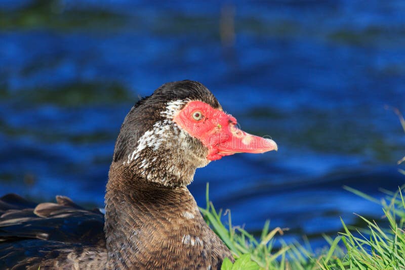 Perfil Salvaje Del Pato De Muscovy Foto de archivo - Imagen de ...