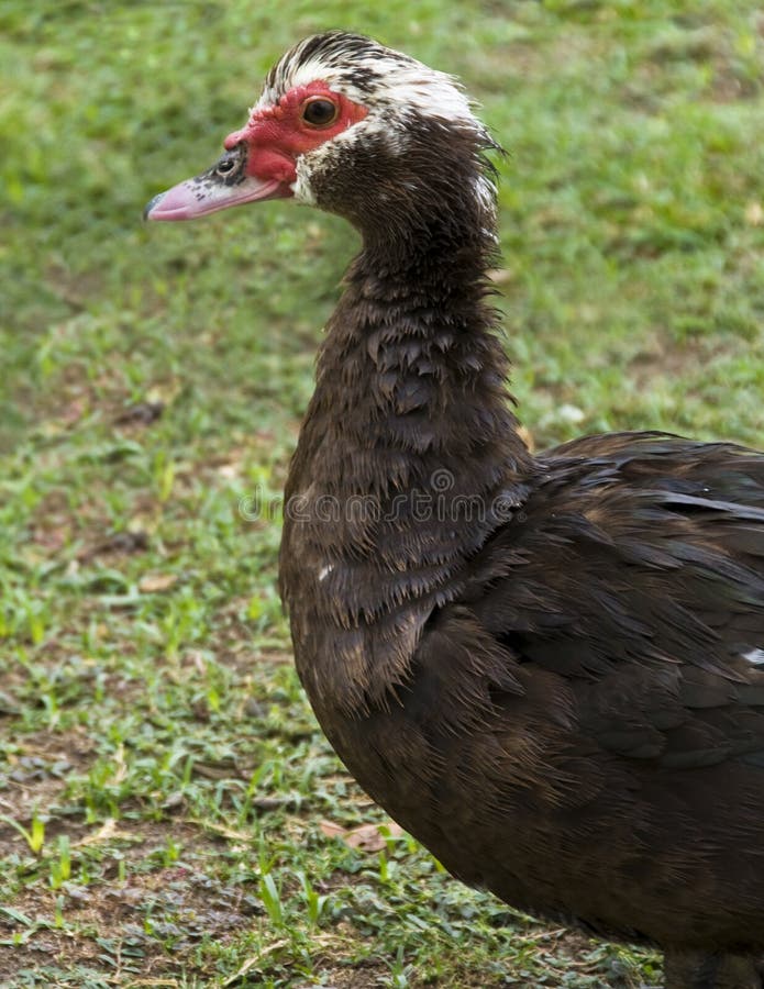 A Muscovy duck female stock image. Image of animal, wildfowl - 5784807