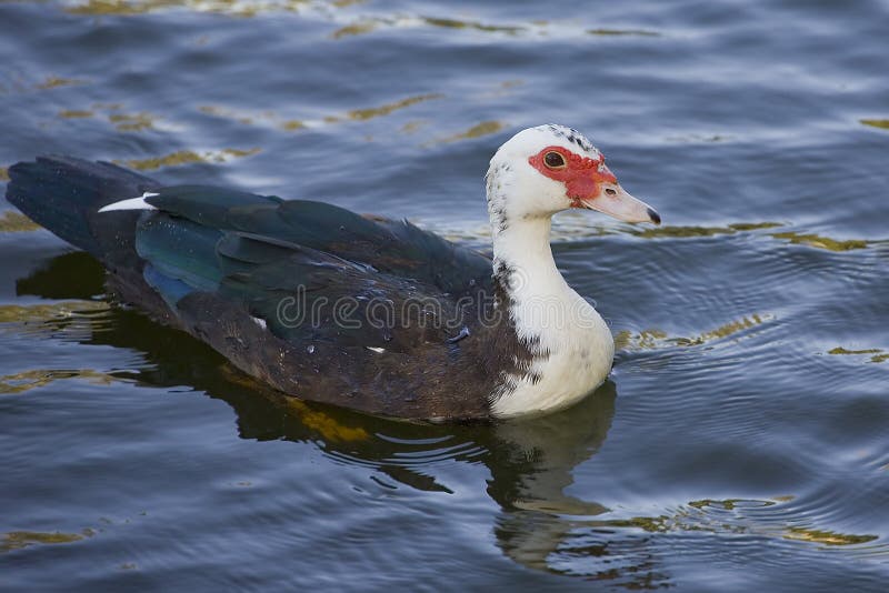1,103 Female Muscovy Duck Stock Photos - Free & Royalty-Free Stock ...