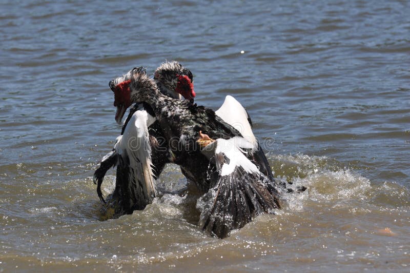 Muscovy duck fight stock photo. Image of wings, droplets - 10872020