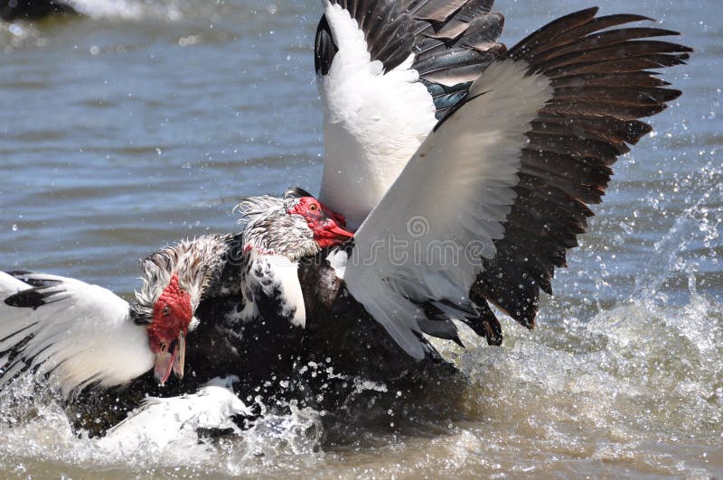 Muscovy duck fight stock photo. Image of duck, splash - 10872076