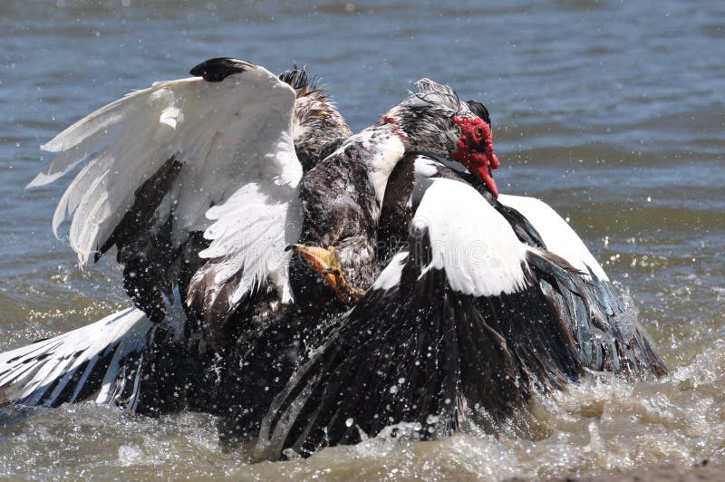 Muscovy duck fight stock image. Image of muscovy, water - 10872119