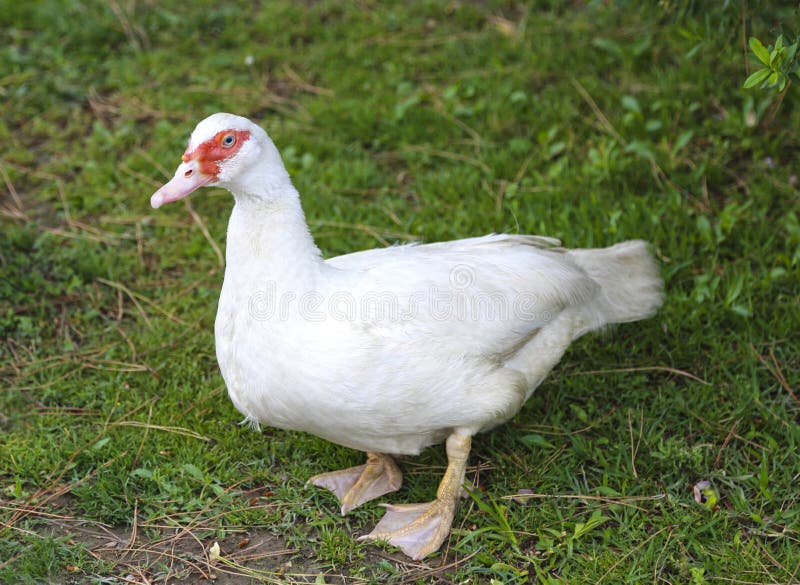 White muscovy duck stock image. Image of green, grass - 151824471