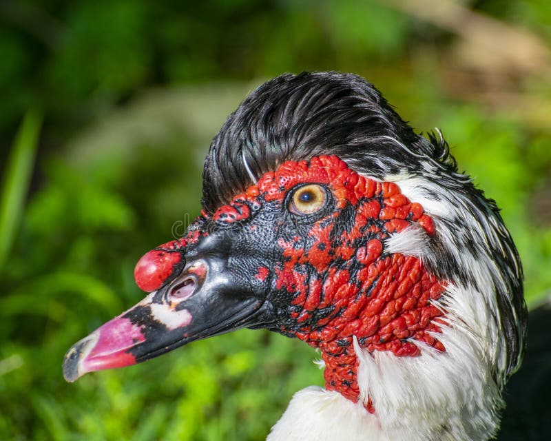 Duck Head stock photo. Image of bird, head, orange, female - 39630790