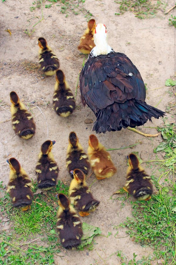 Muscovy Duck Hen with Ducklings Go in the Poultry Stock Photo - Image ...