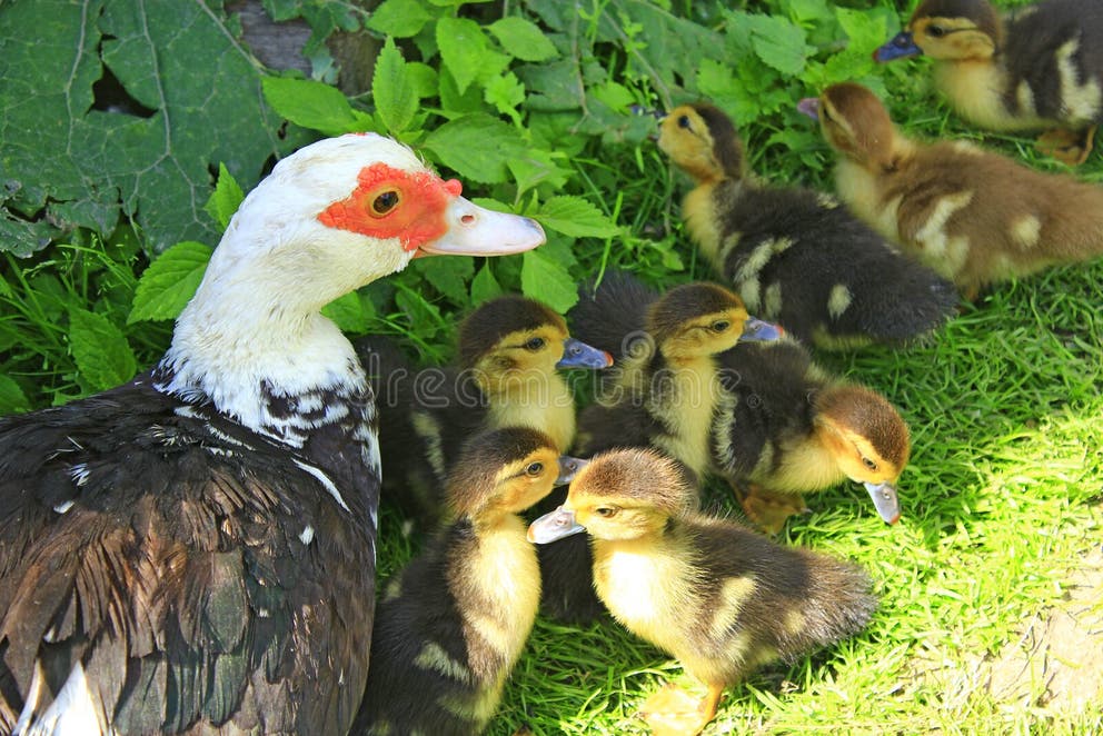 Muscovy Duck Hen with Ducklings in the Poultry Stock Photo - Image of ...