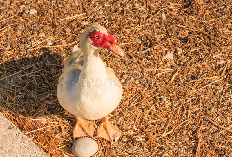 Muscovy Duck on the Island of Rhodes, Greece Stock Photo - Image of ...