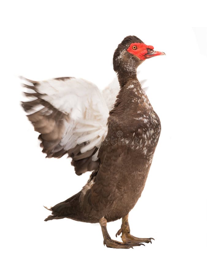 722 Brown White Muscovy Duck Stock Photos - Free & Royalty-Free Stock ...