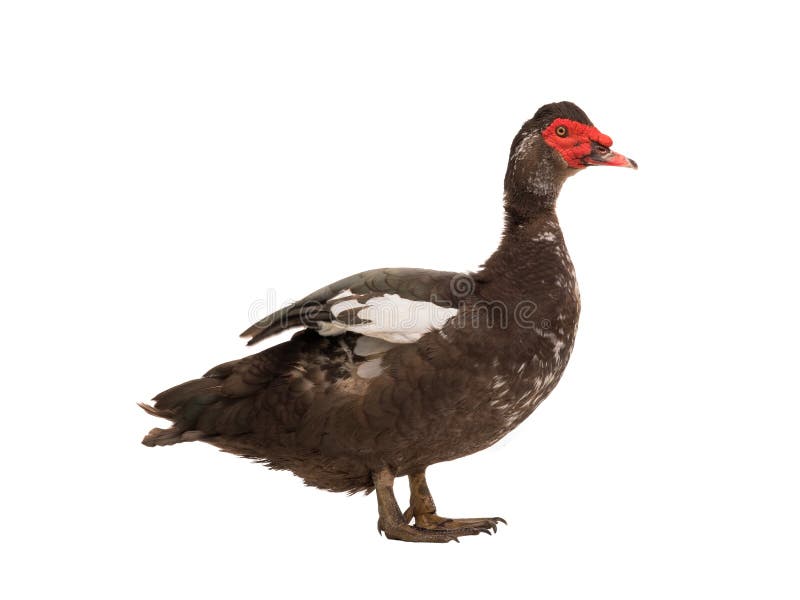 Muscovy duck isolated stock photo. Image of wild, wildlife - 128848694