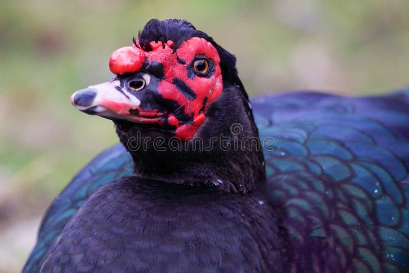 Muscovy Duck looking up 2 stock image. Image of anatidae - 43243903