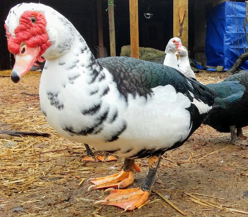 663 Male Muscovy Duck Photos - Free & Royalty-Free Stock Photos from ...